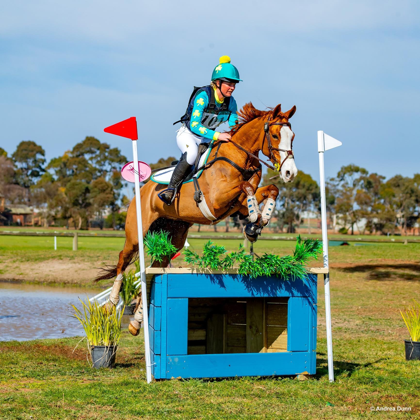 flying colours equestrian